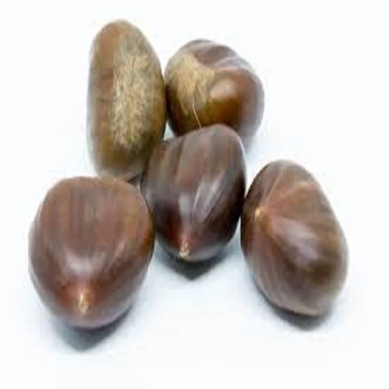 Fresh New Chest Nuts For Sale With Low Price Buy Bulk Horse Chestnuts ...