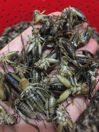 Dried Crickets/natural Whole Crickets| Alibaba.com