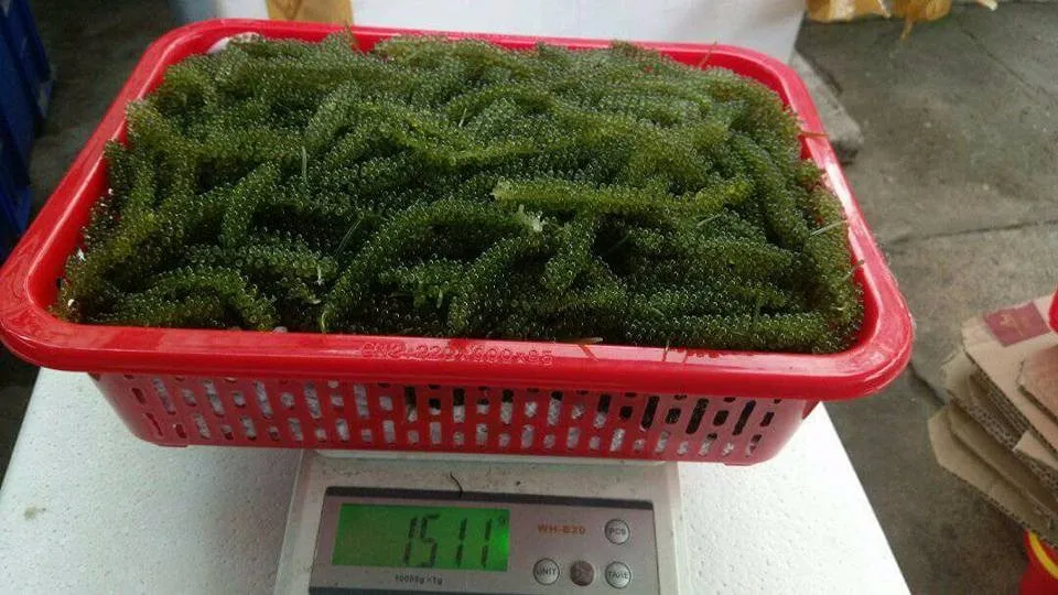 Hot Sale Premium Sea Grapes Caulerpa Lentillifera Grape Seaweed ...