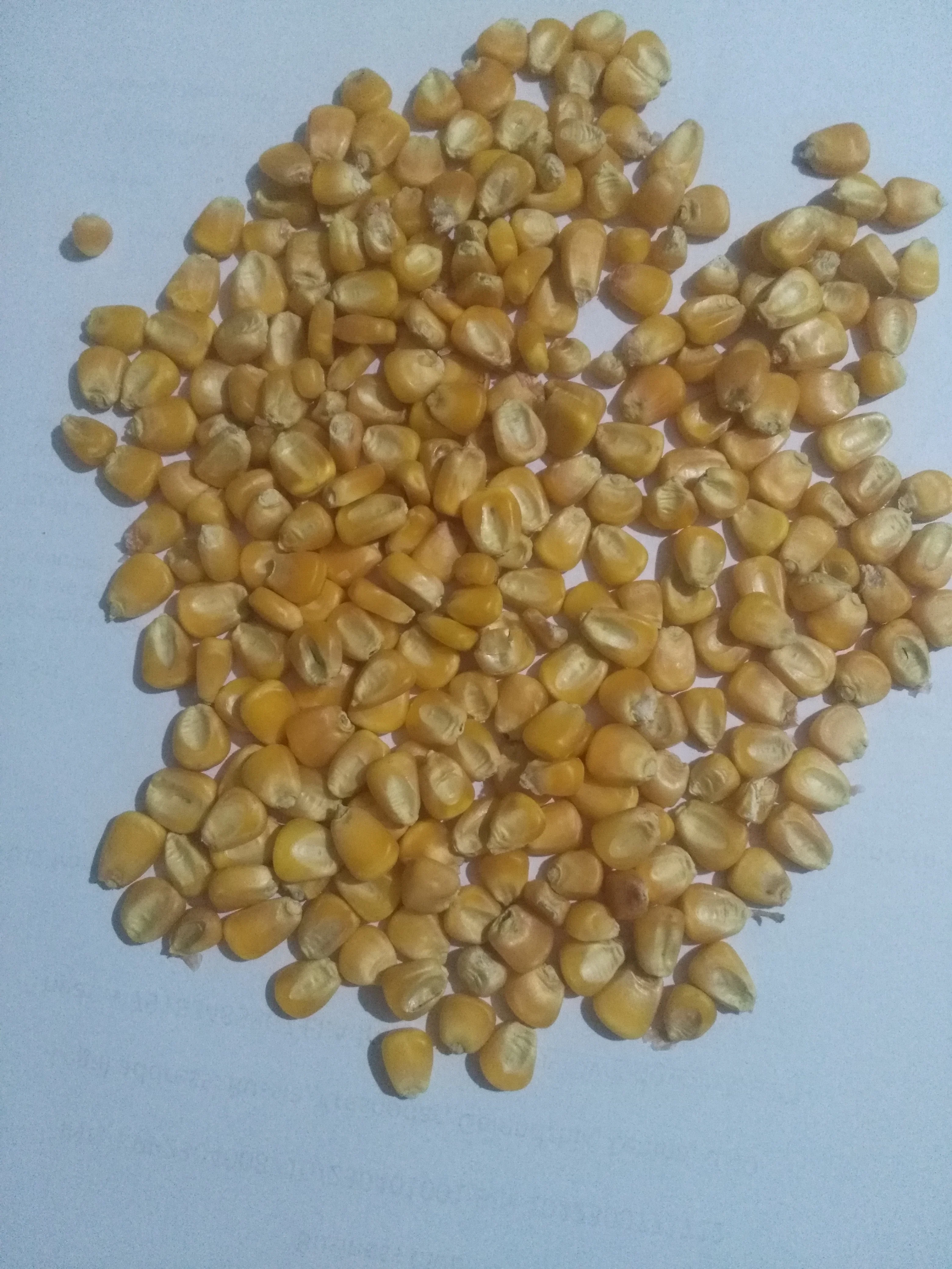 Animal /poultry/cattle Feed Yellow Maize/corn - Buy Corn,Cattle Feed ...