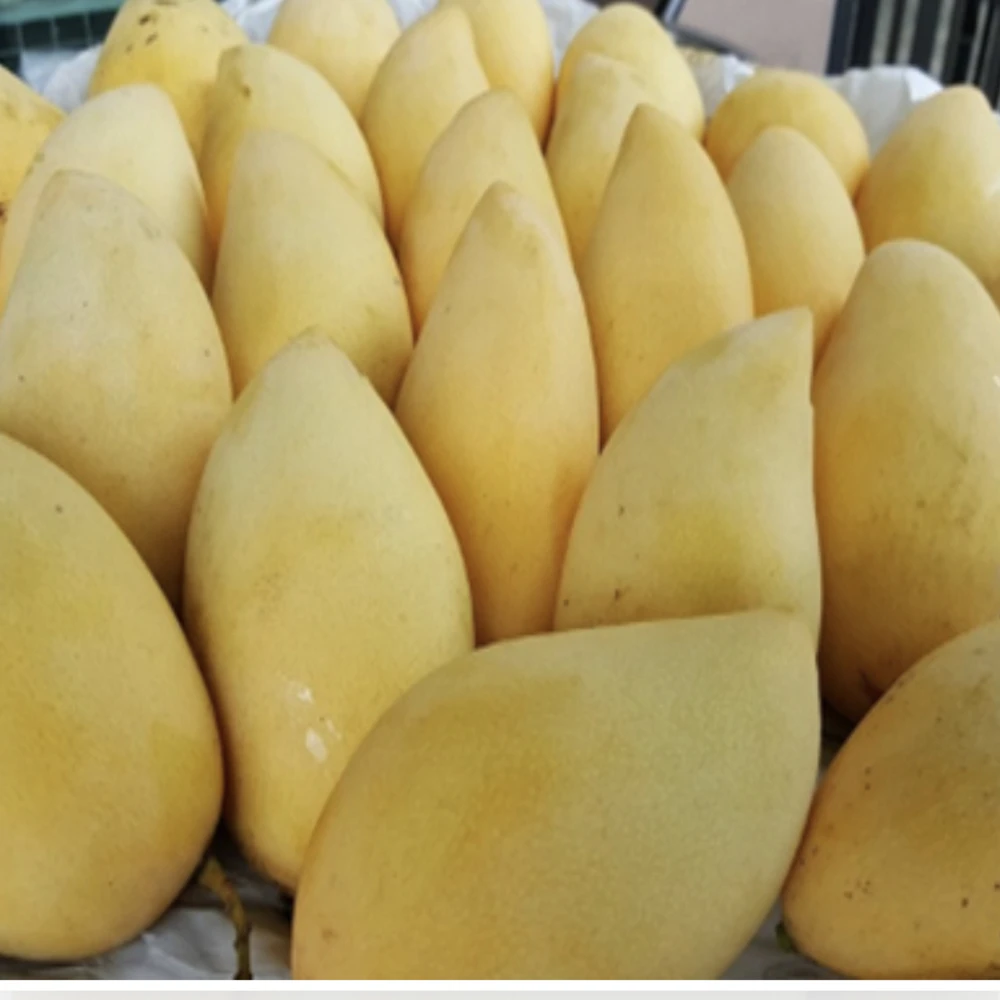 Fresh Mangos Sweet Namdokmai Premium Quality From Thailand Buy Fresh fresh-mangos-sweet-namdokmai-premium-quality-from-thailand-buy-fresh