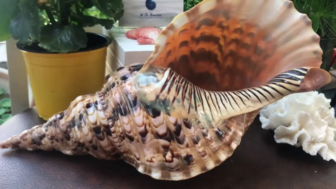 Seashell Trumpet - Natural Decorative Handicraft from Vietnam