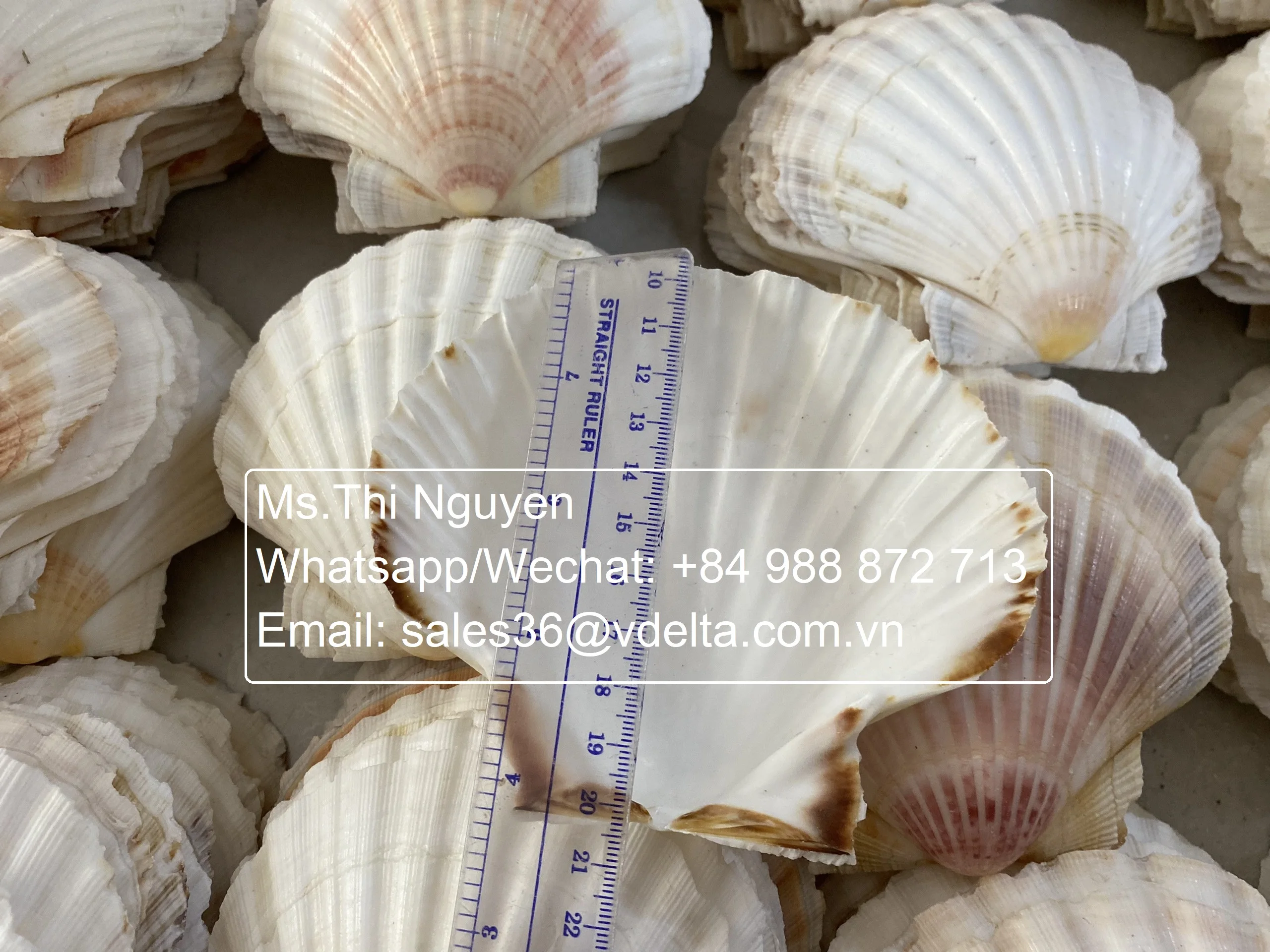 Natural Seashell Decor from Vietnam - Perfect Business Gift