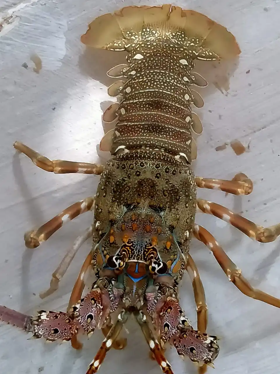 Live Lobster - Alive Bamboo Lobster For Hong Kong - Frozen - Fresh ...