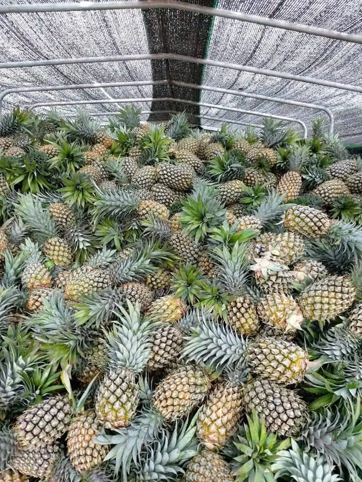 Fresh Pineapple from Vietnam - Export with Competitive Price