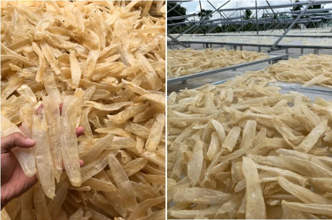 Fish Glue Rich In Collagen Dried Seafood Fish Maw Roll Natural Sun ...