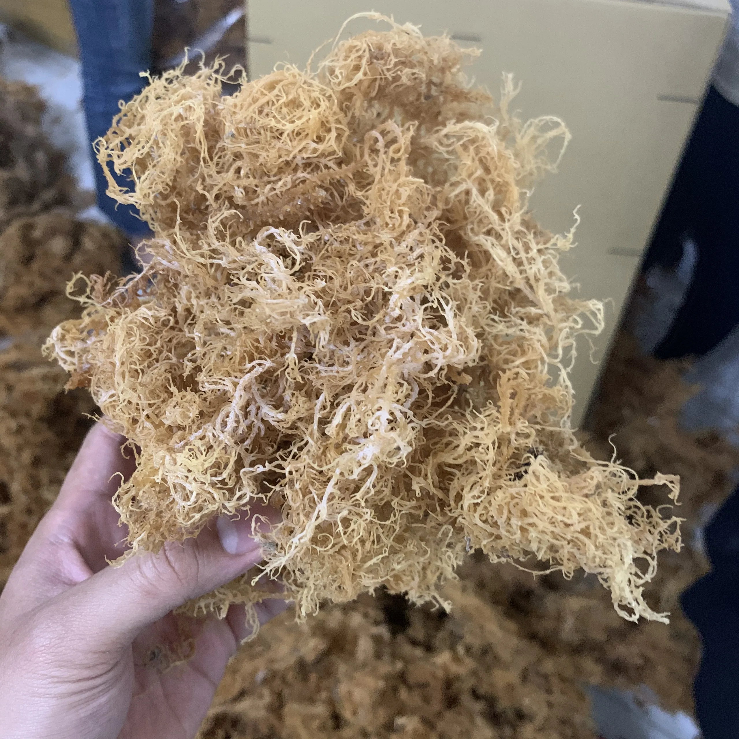 Dry Sea Moss,No Salt,Seamoss Powder #seamossgang// Amber +84383004939 ...