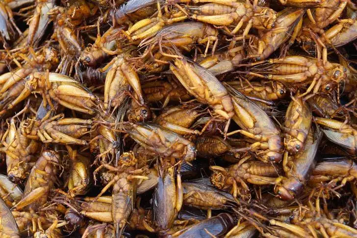 Dried Crickets/natural Whole Crickets| Alibaba.com