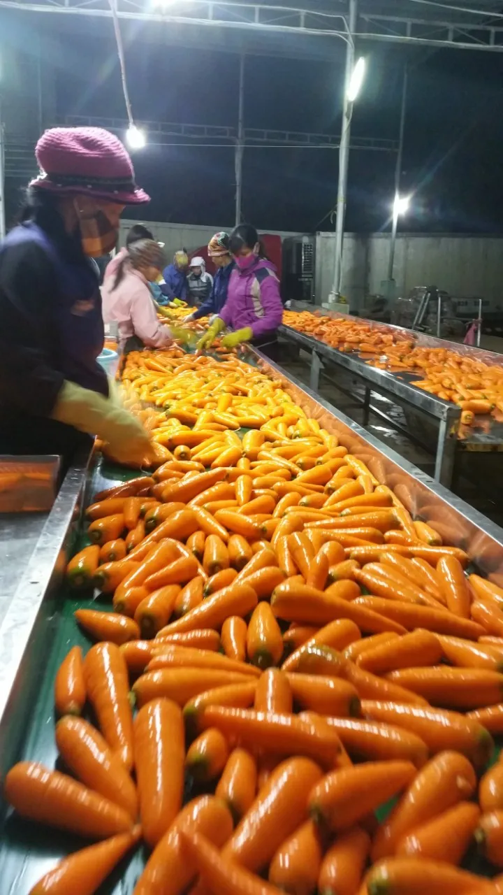 Vietnam Fresh Carrot Factory Supplies Fresh 2023 New Crop Vegetables ...