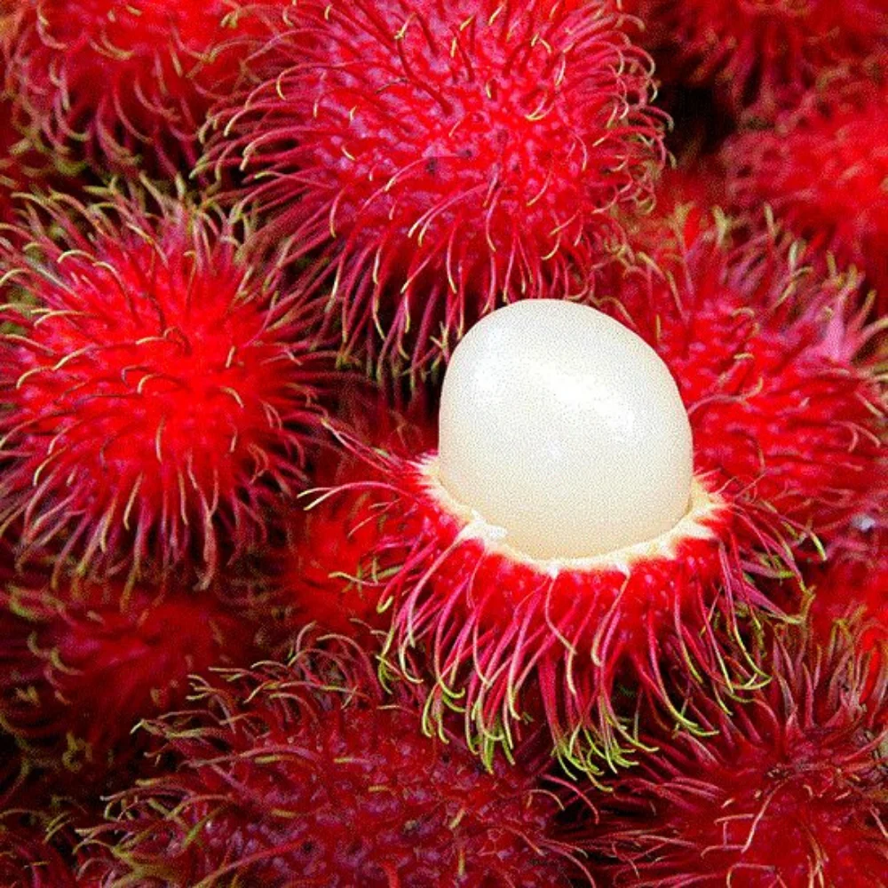 High Quality And Competitive Price Frozen Rambutan Fruit From Vietnam ...