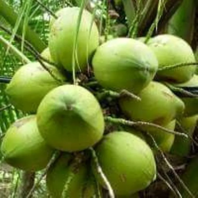High Quality Fresh Young Coconut from Canada - Premium Taste