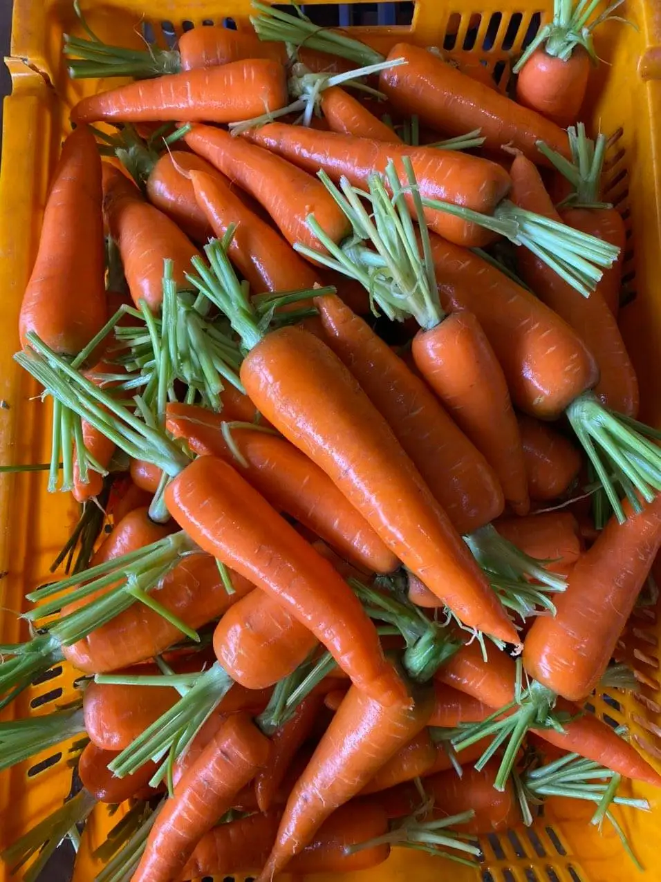Fresh Carrot Size S,M,L For Asia Market Fresh Fruit ( Tel/ Whatsapp ...
