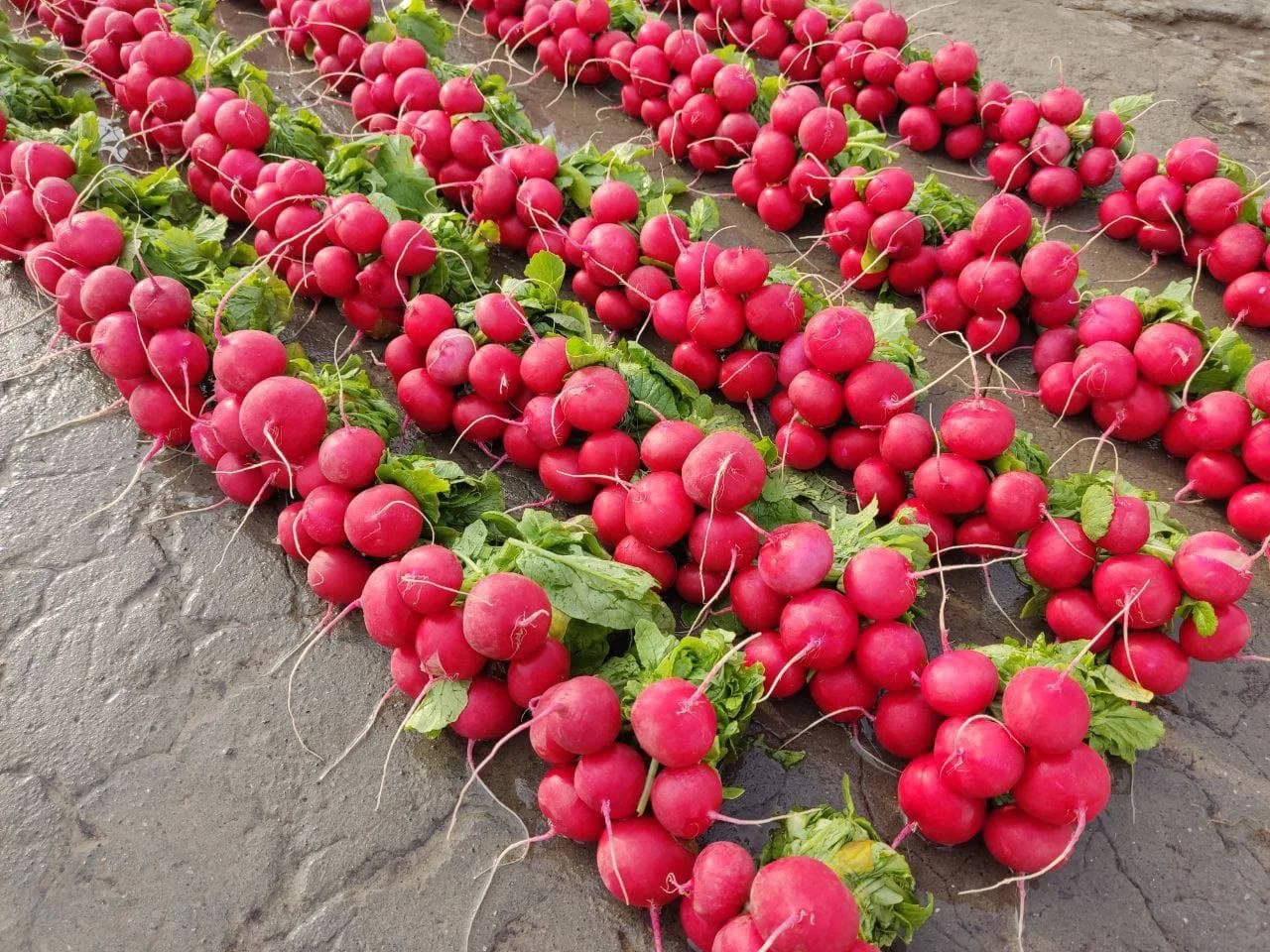 Nabo Blanco Fresco Para Verduras,Suministro De Calidad,Estilo Chino ...