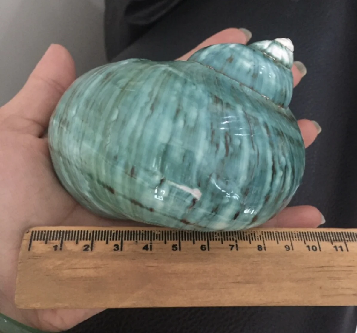 High Quality Polish Green Turban Shell - Natural Seashells