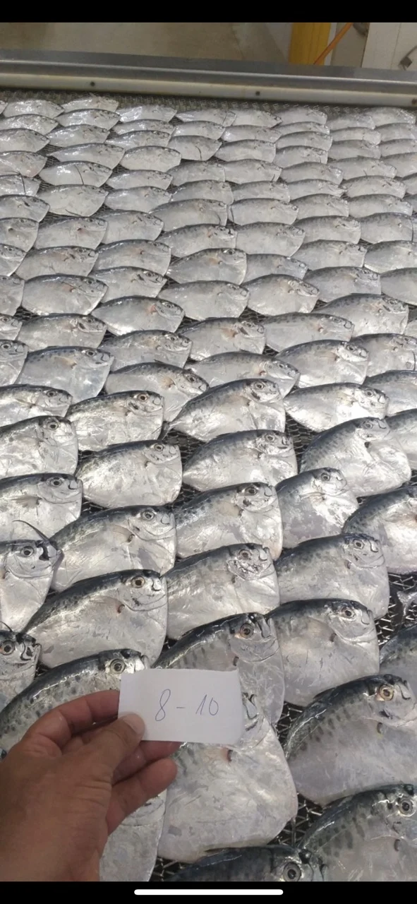 Frozen Moonfish_seafood - Buy Frozen Moonfish Redfin Ocean Pan Mene ...