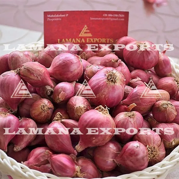 Shallot Podisu - New Crop Indian Onion Onion Fresh Non-peeled Common ...