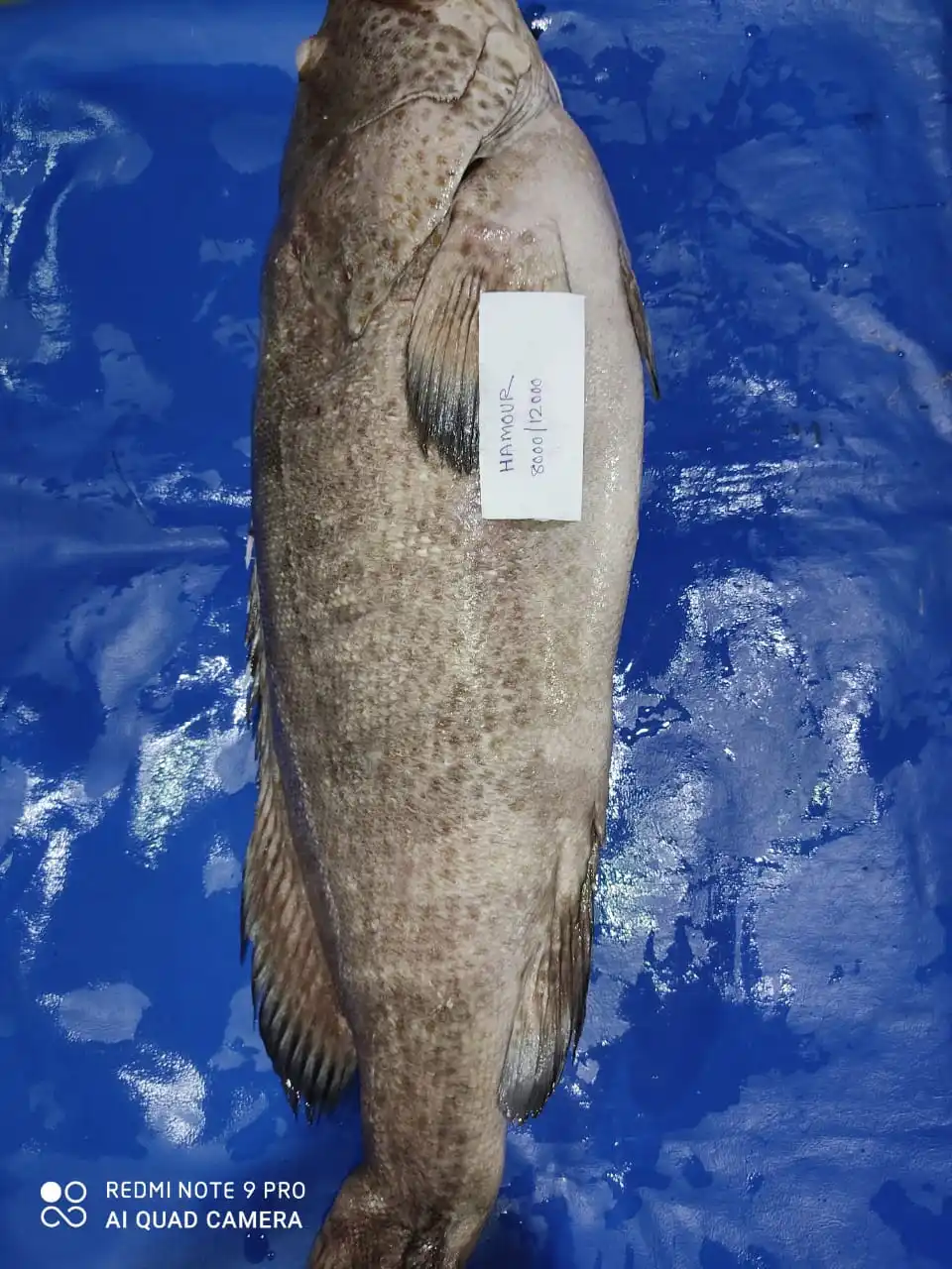 Top Quality Frozen Grooper Fish Whole From India - Buy Grouper Fish ...