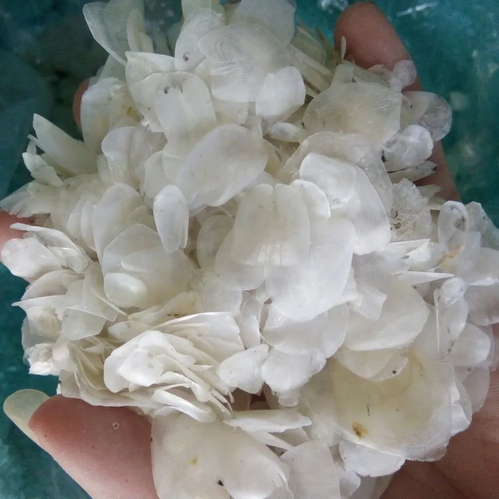 Dried Fish Scales - Premium Raw Material for Cosmetics