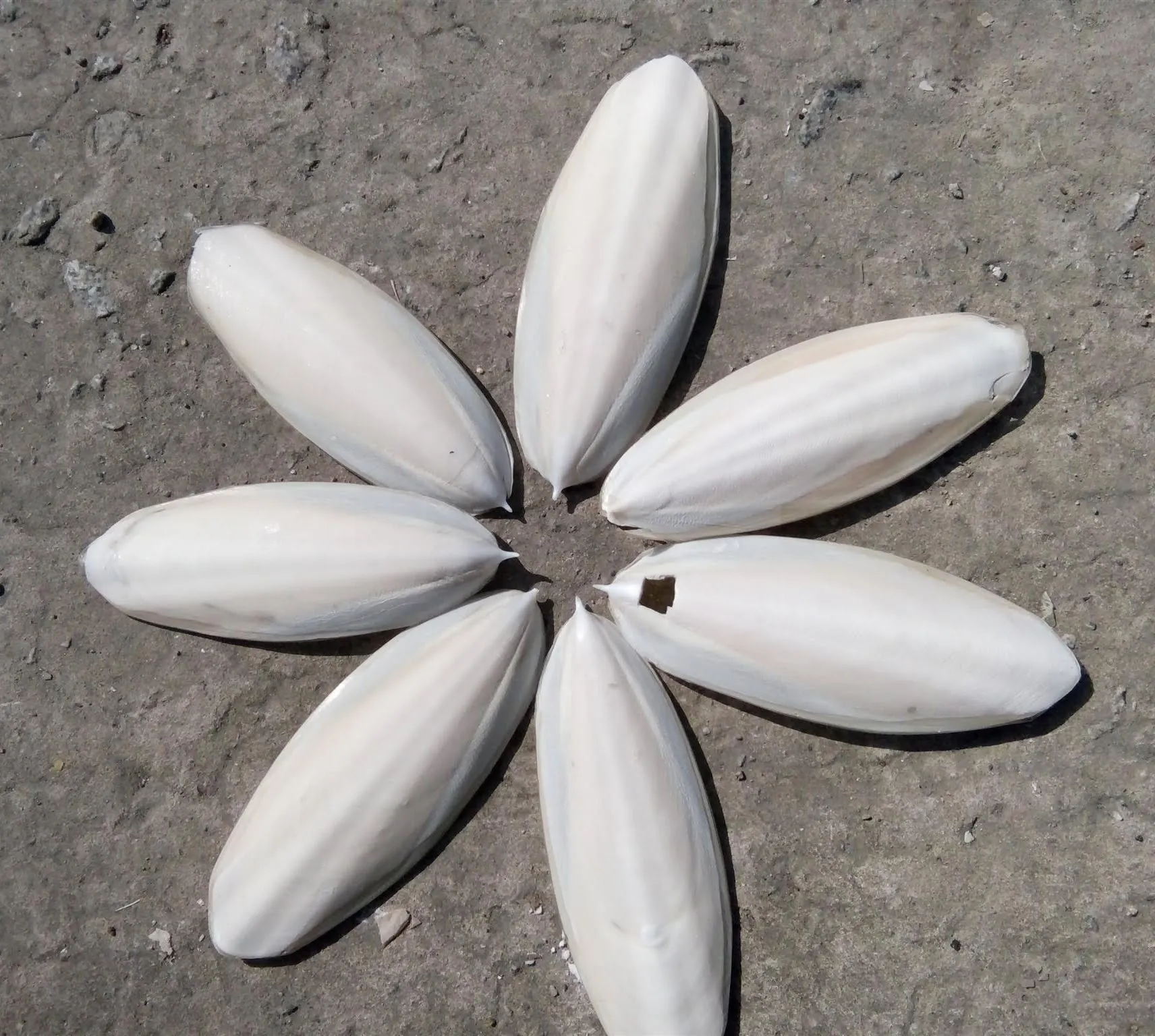 Cuttlefish Bone Bird Feed Cuttlebone Calcium Pickstone For Pet From ...