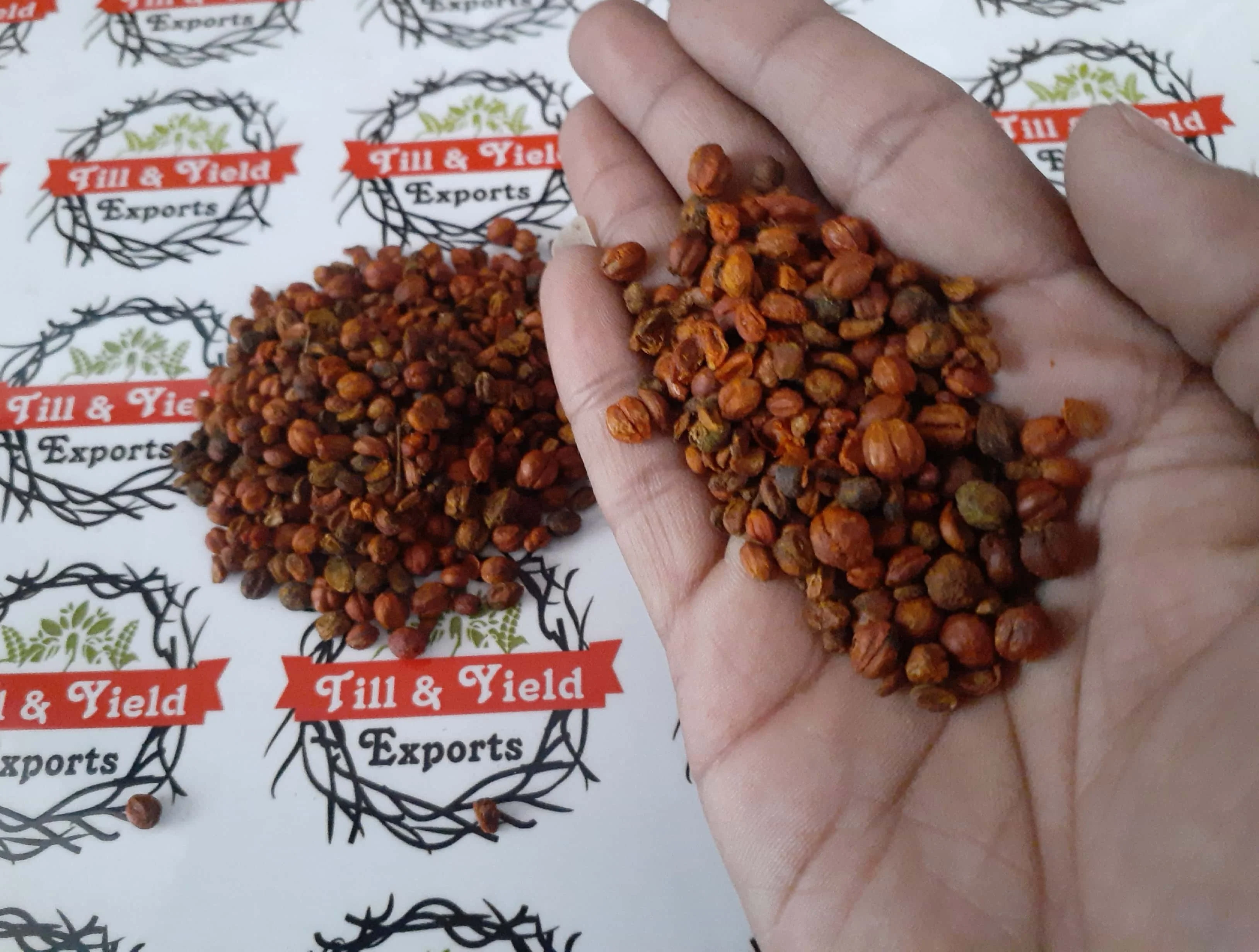 Wholesale Price Malkangni Seed - Indian Origin Celastrus Paniculatus ...