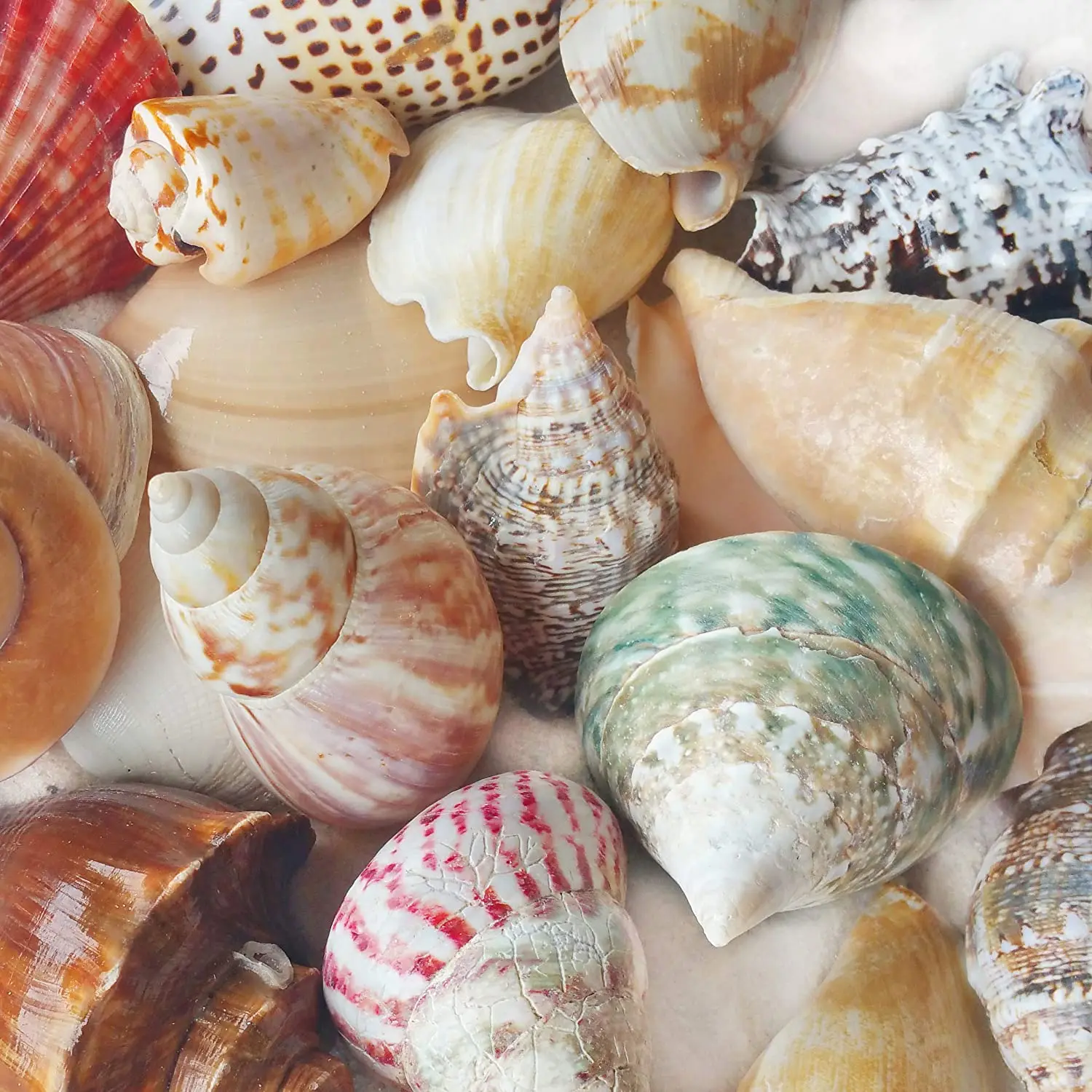 Most Competitive Price In Vietnam Nice Snail Shell - Sea Shell For ...