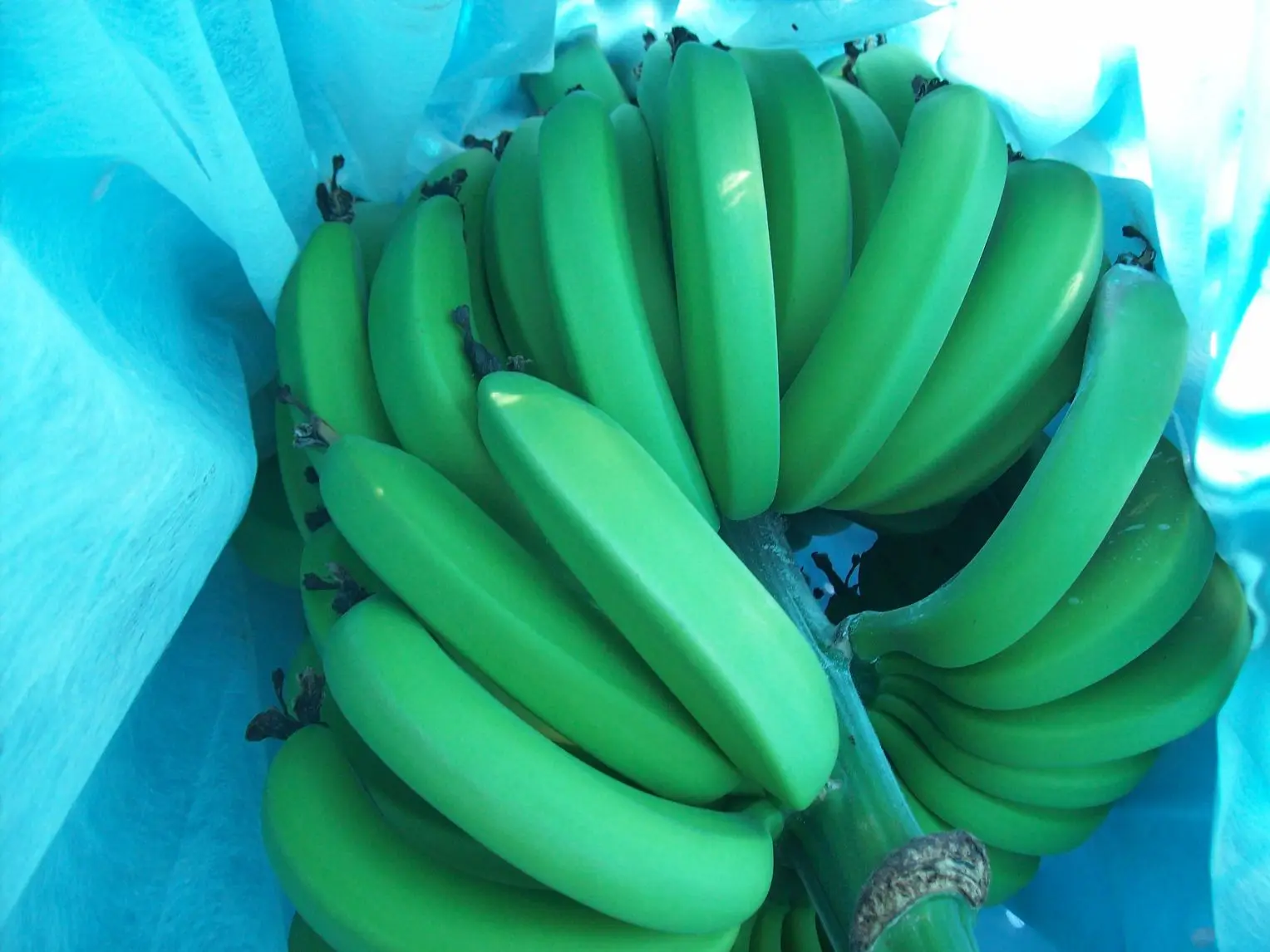 Banana Bunch Cover Bag - Buy Banana Fruit Cover Bag,Banana Plastic Bag ...