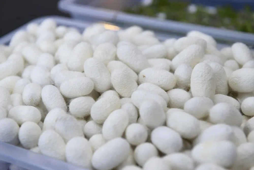 Silkworm Cocoon/silkworm Eggs - Holiday Model from VIET NAM