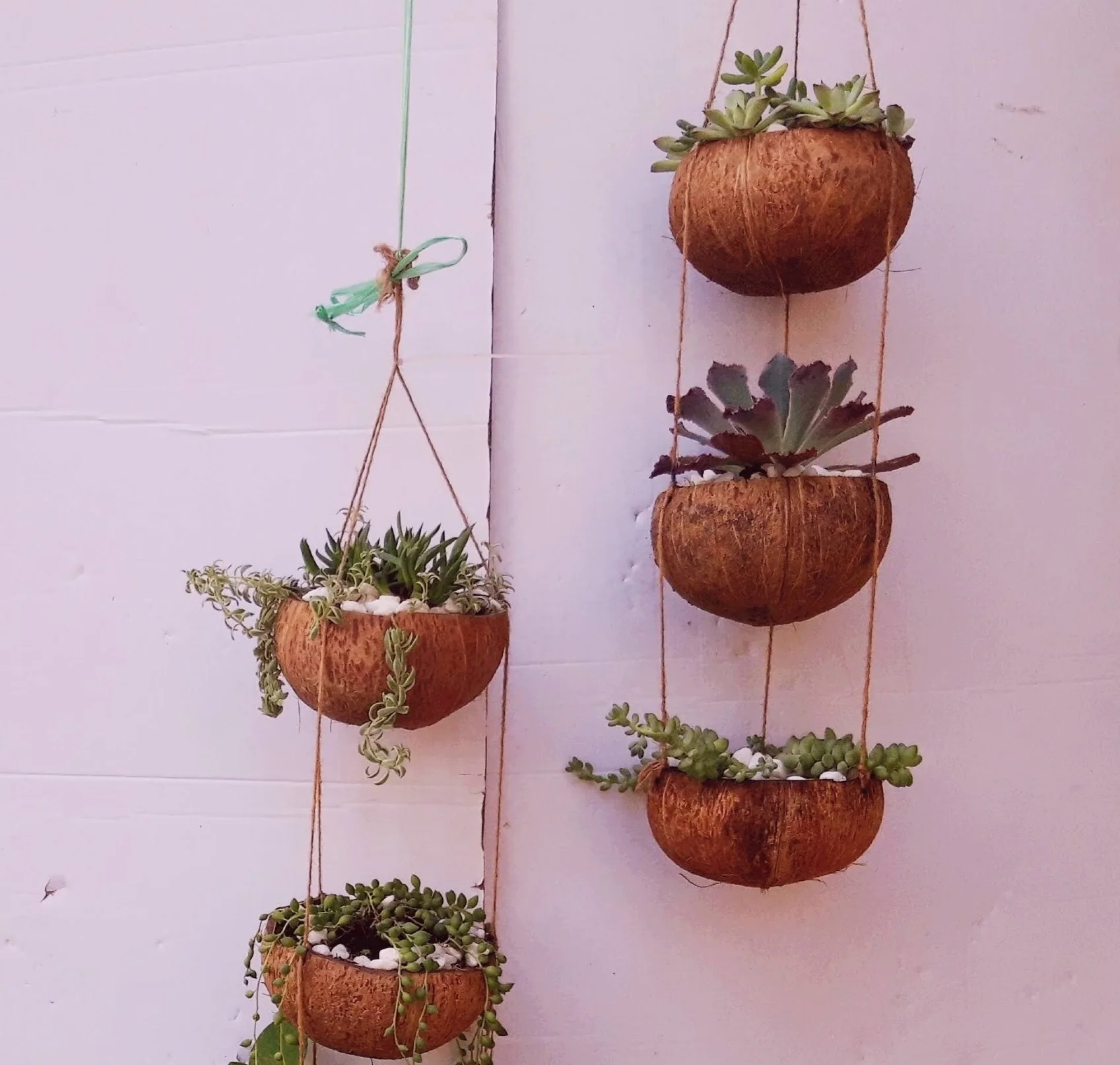 Coco Pot Coconut Fiber Coconut Planter Pot/biodegradable Coconut Pots ...