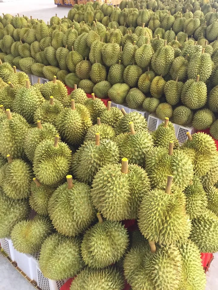 Frozen Durian - Premium Quality Vietnam Fresh Ri6/ Monthong