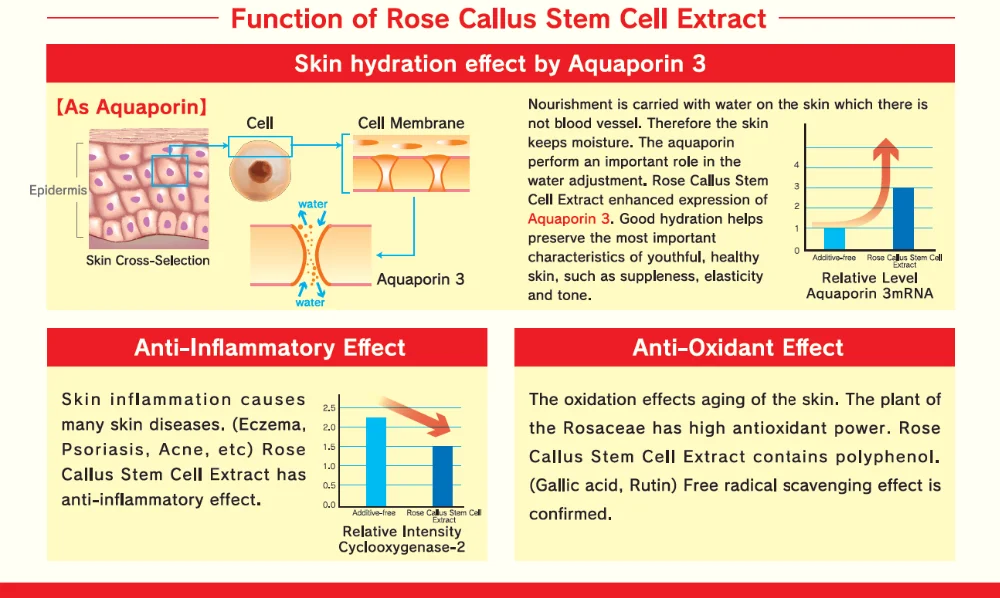 Japanese Rose Callus Stem Cell Extract For Cosmetics For Anti-oxidative ...