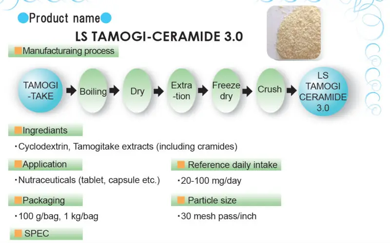 Japanese Pleurotus Cornucopiae ( Tamogitake,Golden Oyster Mushroom ...