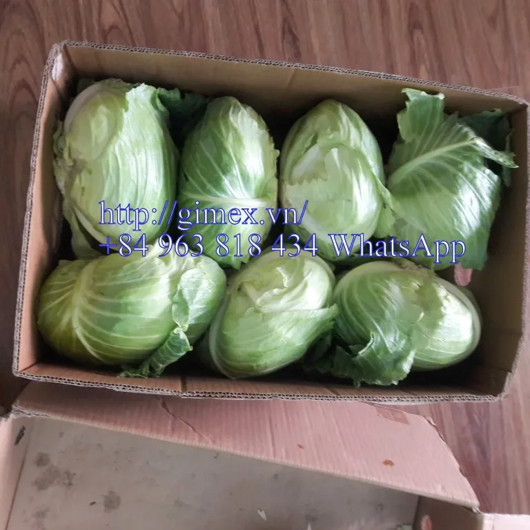 Fresh Cabbage For Malaysia Market / +84963818434 Whatsapp,Kakaotalk ...