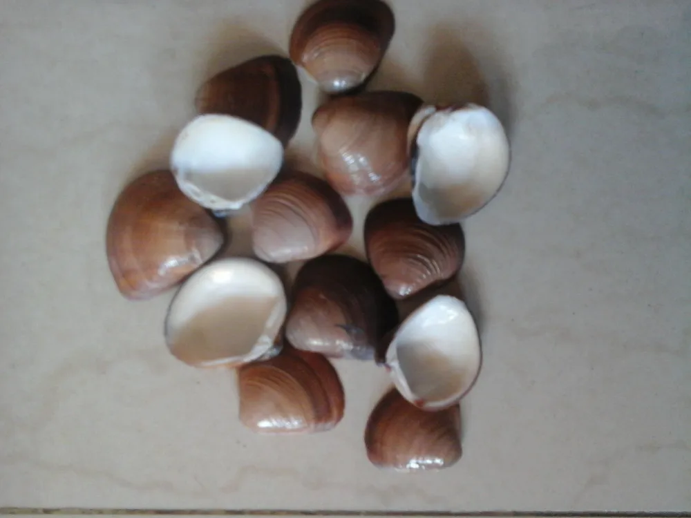 Custom Made Natural Cowrie Shells In Assorted Shapes And Sizes Suitable ...