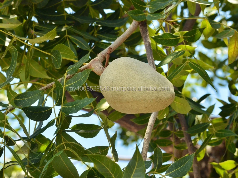 4 In 1 Swietenia Coffee Tyzo Buah Tunjuk Langit / Swietenia Macrophylla ...