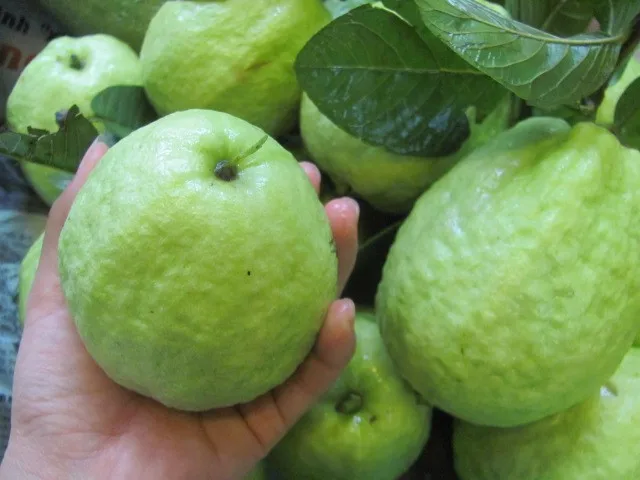 Fresh Guava From Vietnam - Buy Fresh Guava,Guava,Fresh Guava For Sale ...