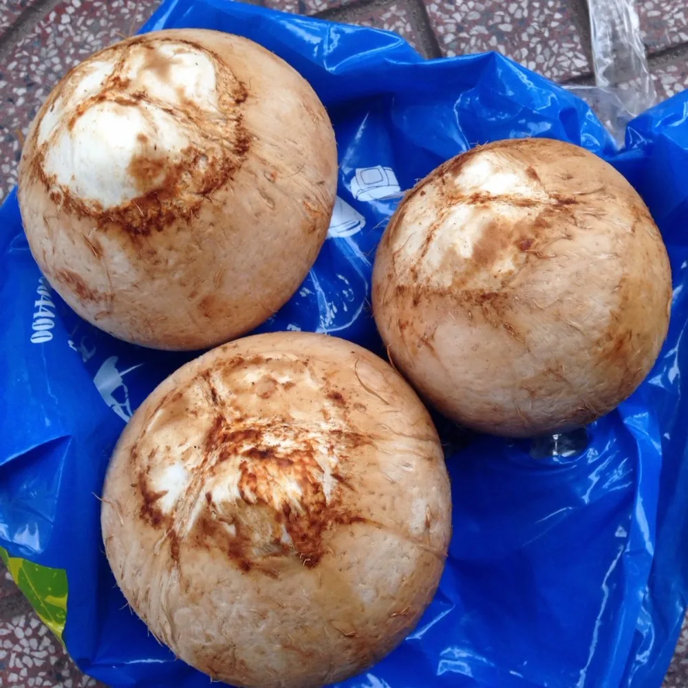 High Quality Fresh Peeled Coconut With Sweet Water - Buy Coconut,Fresh ...