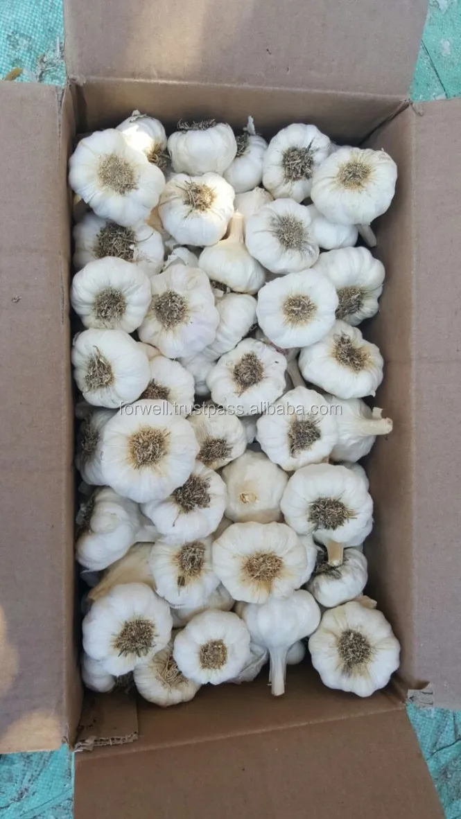 It Was Known To Ancient Egyptians,And Has Been Used Both As A Food ...