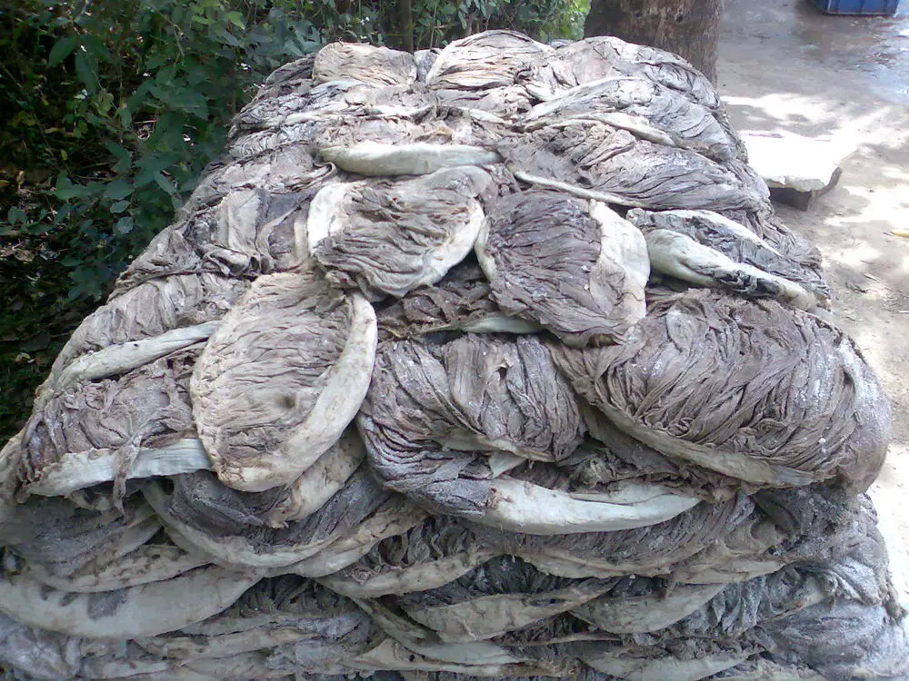 Salted Omasum - Buy Buffalo Omasum,Best Quality Salted Omasum,Beef ...