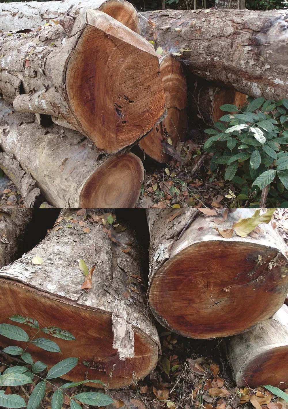 African Mahogany Logs - Buy African Mahogany Logs,Khaya Log,Acajou Log ...