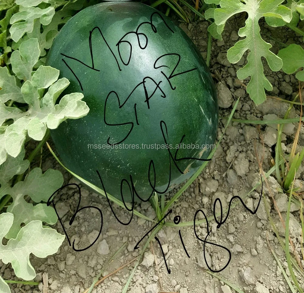 Black Tiger Hybrid Watermelon Seeds - Buy F1 Watermelon Seed,F1 Hybrid ...
