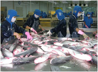 Fresh Basa/catfish/pangasius Bocourti From Vietnam At Best Price High ...
