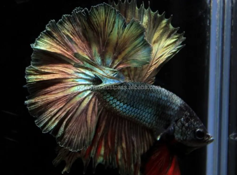 Thai Betta Fish Halfmoon/colorful - Buy Betta Fighting Fish,Hilsa Fish ...