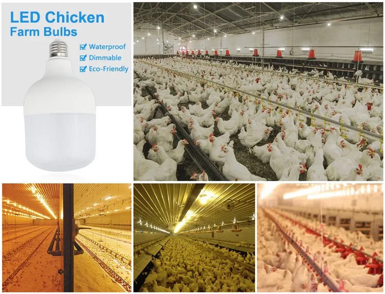 Meat Chicken Farm Lighting / Chicken Farm Equipment / Poultry Led Bulb ...