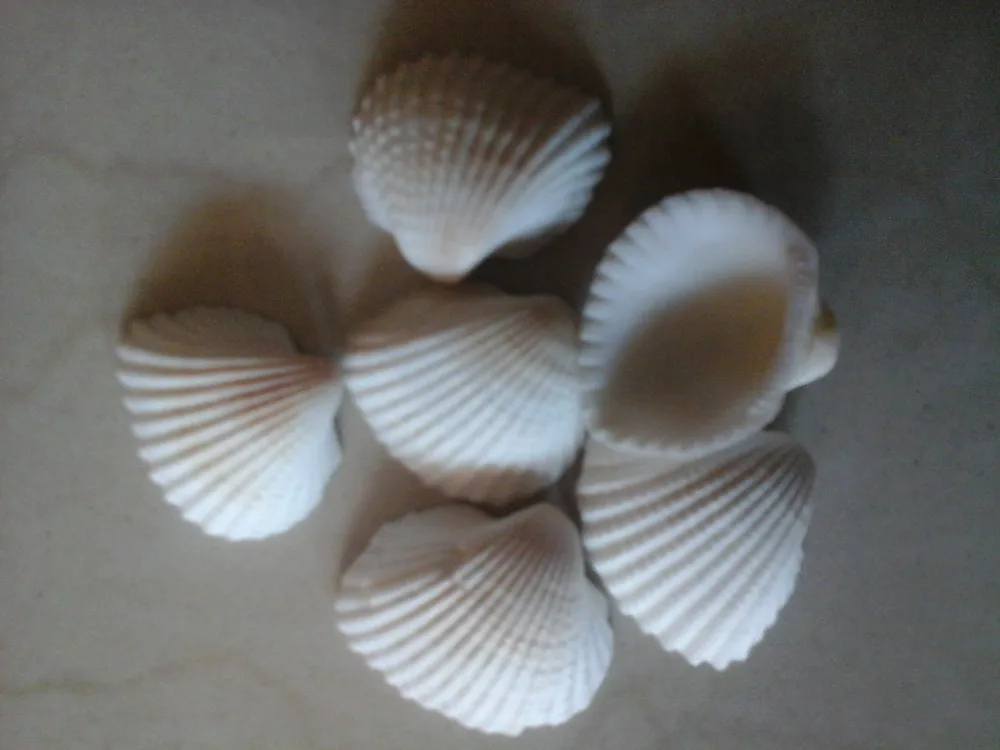 Custom Made Natural Cowrie Shells In Assorted Shapes And Sizes Suitable ...