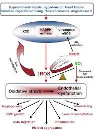 4-hydroxy-tempo (4-hydroxy-2 2 6 6-tetramethylpiperidinoxyl) Cas No ...