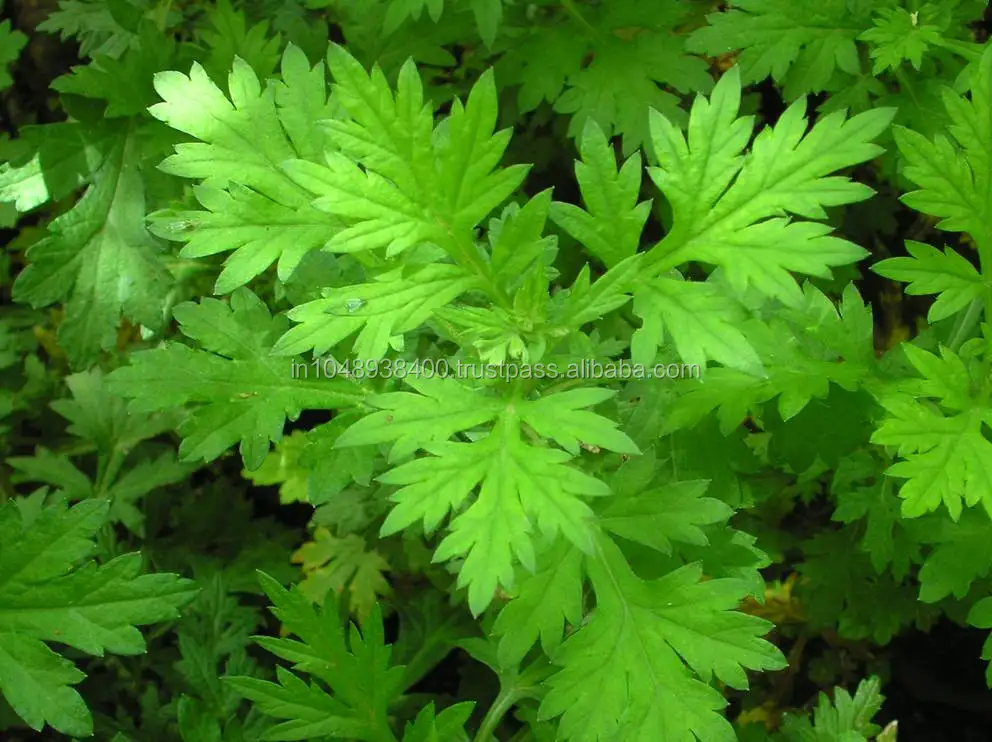 India's No.1 Davana Pure Essential Oil - Buy Bulk Excellent Quality for ...