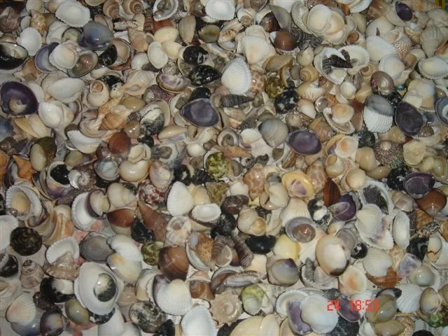 Custom Made Natural Cowrie Shells In Assorted Shapes And Sizes Suitable ...
