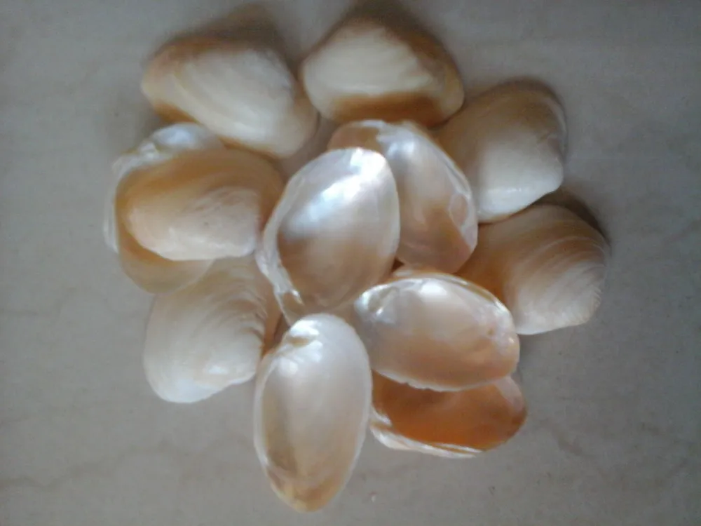 Custom Made Natural Cowrie Shells In Assorted Shapes And Sizes Suitable ...