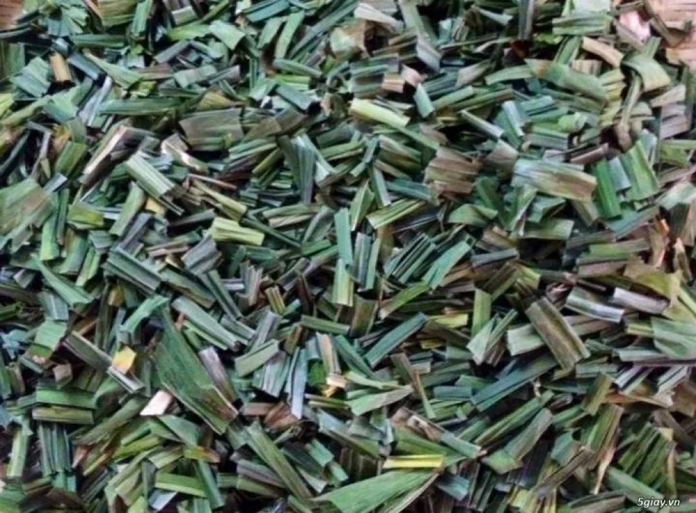 Pandanus Amaryllifolius -dried Pandan Leaf - Buy Leaf Drying,Bitter ...