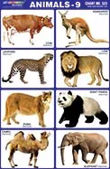 Animals Sticker Chart - Buy Animal Kids Learning Chart,Educational ...